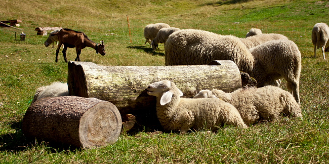 Vogar alpine meadow - Hiking Mountaineering - Slotrips.si